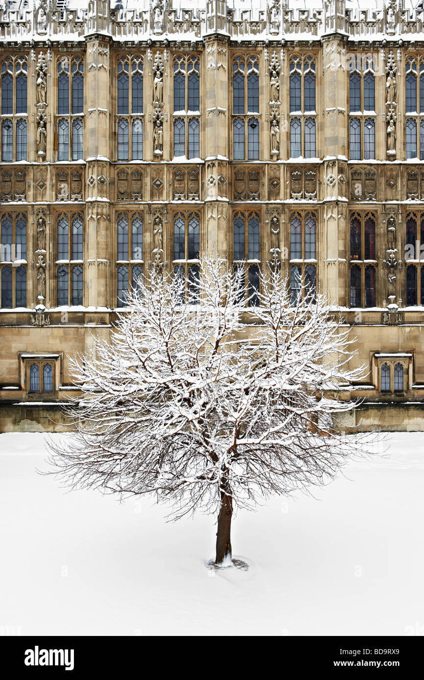 Parliament tree hi-res stock photography and images - Alamy