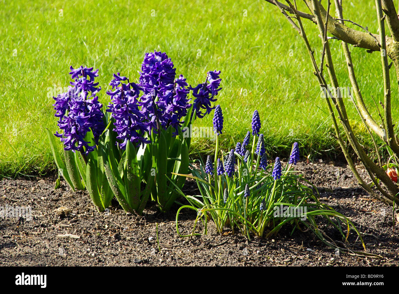 Hyazinthe hyacinth 01 Stock Photo - Alamy