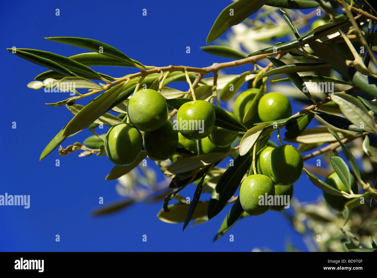 Baum Zweig Stock Trocken Ast Von Ein Baum. Illustration Von Blattlos