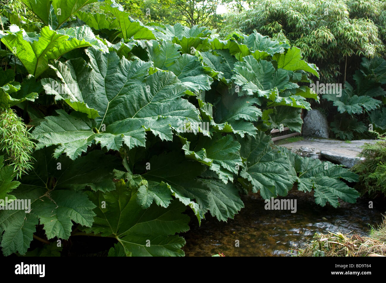 Large Gunnera plant by stream in Penberth Cove, West Penwith, Cornwall ...