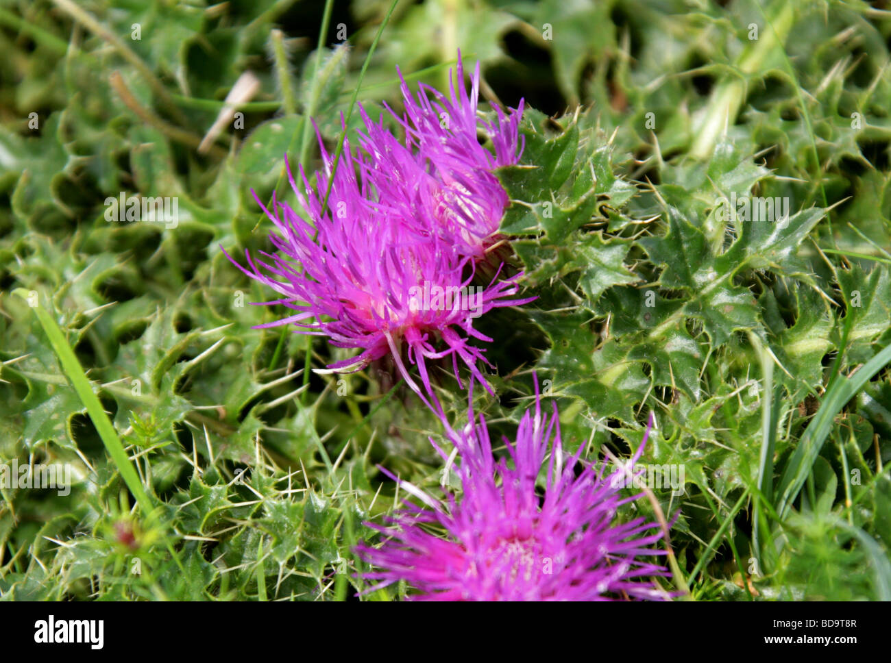 Dwarf Thistle, Cirsium acaule, Asteraceae Stock Photo - Alamy