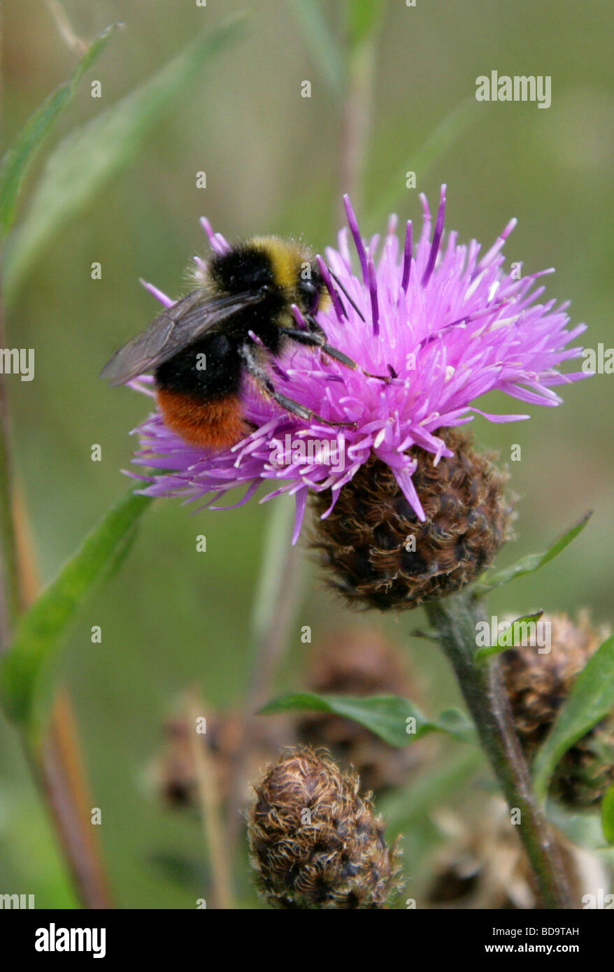 Red-tailed Bumblebee, Bombus lapidarius, Apidae, Hymenoptera. Male ...