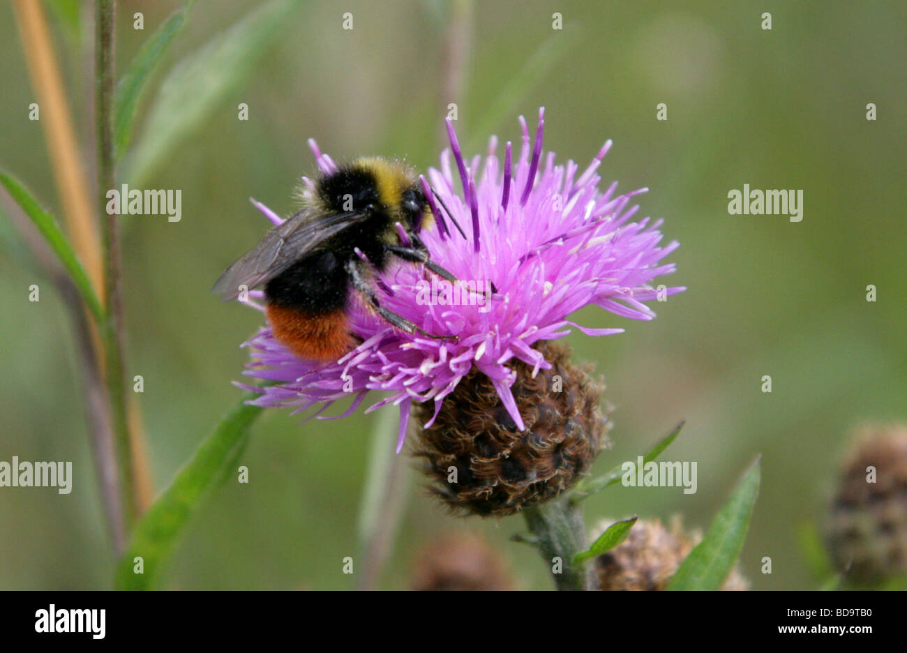 Red-tailed Bumblebee, Bombus lapidarius, Apidae, Apoidea, Hymenoptera ...