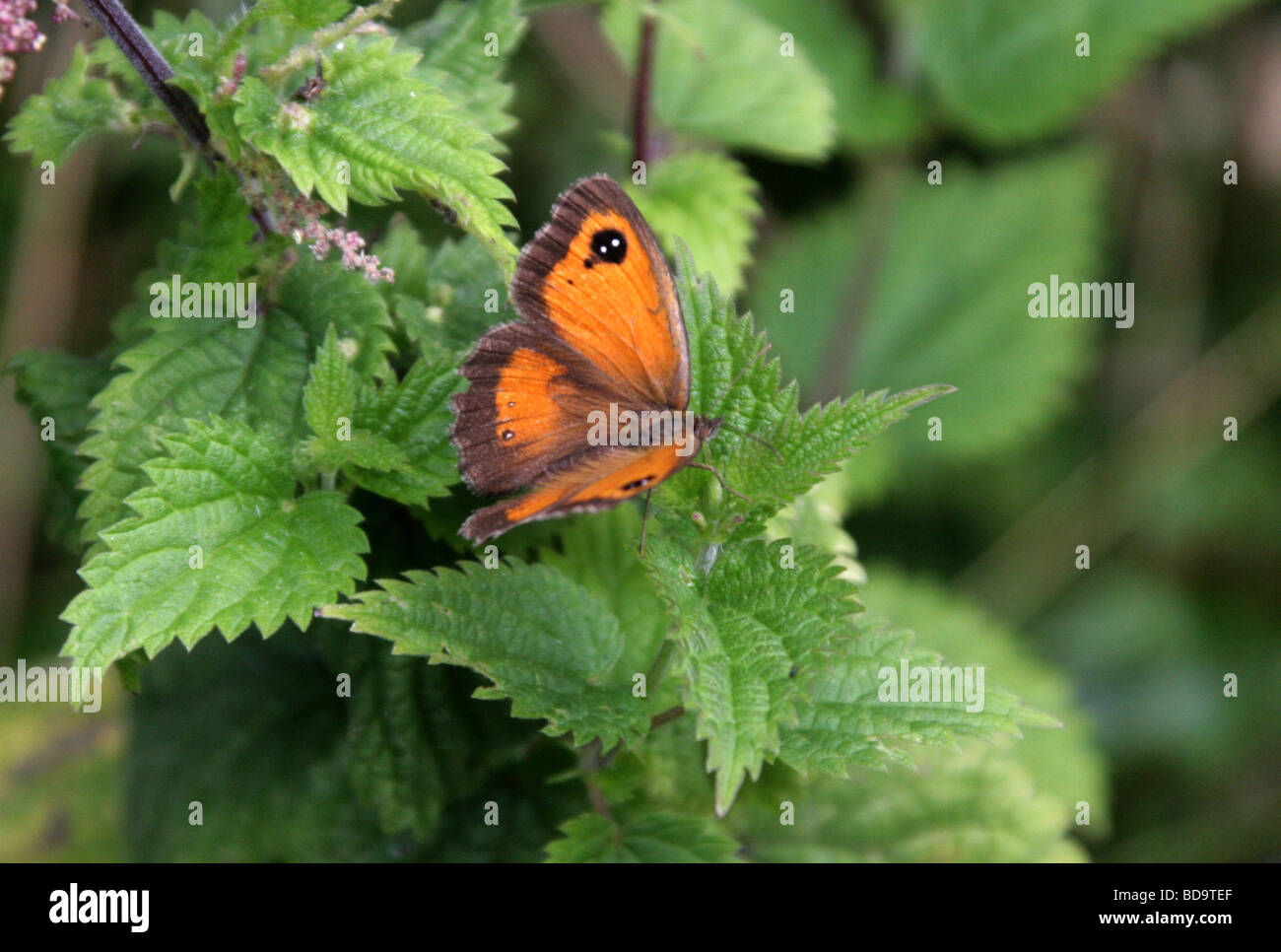 Gatekeeper or Hedge Brown Butterfly, Pyronia tithonus, Nymphalidae ...