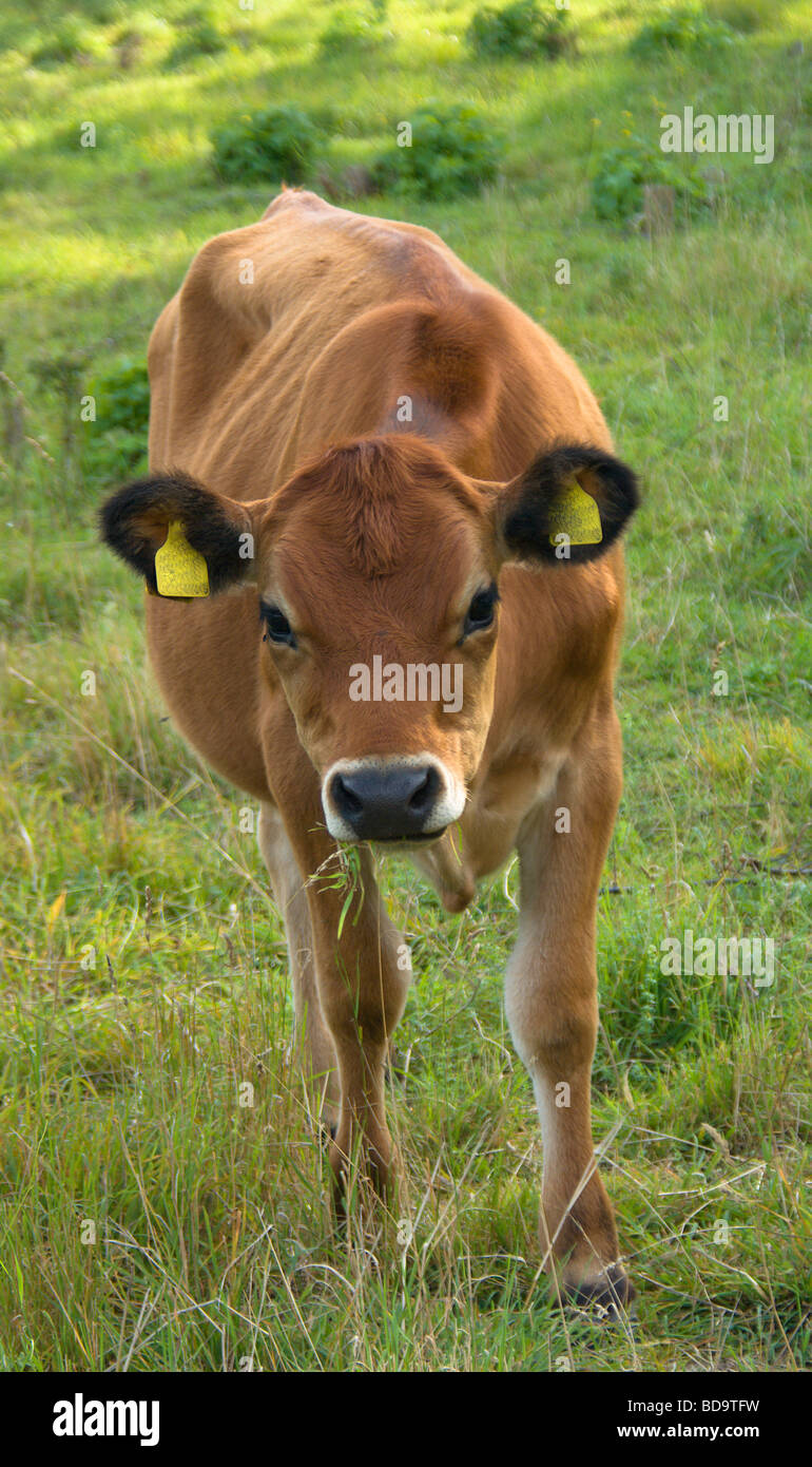Baby bull hi-res stock photography and images - Alamy