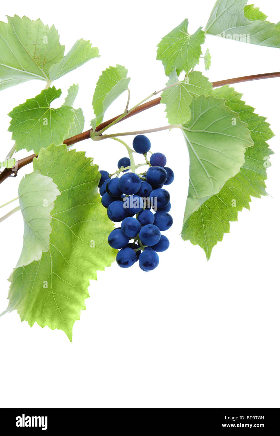 Blue grape cluster with leaves Stock Photo - Alamy