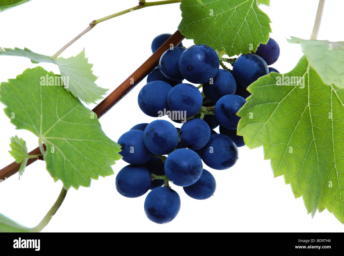 Blue grape cluster with leaves Stock Photo - Alamy