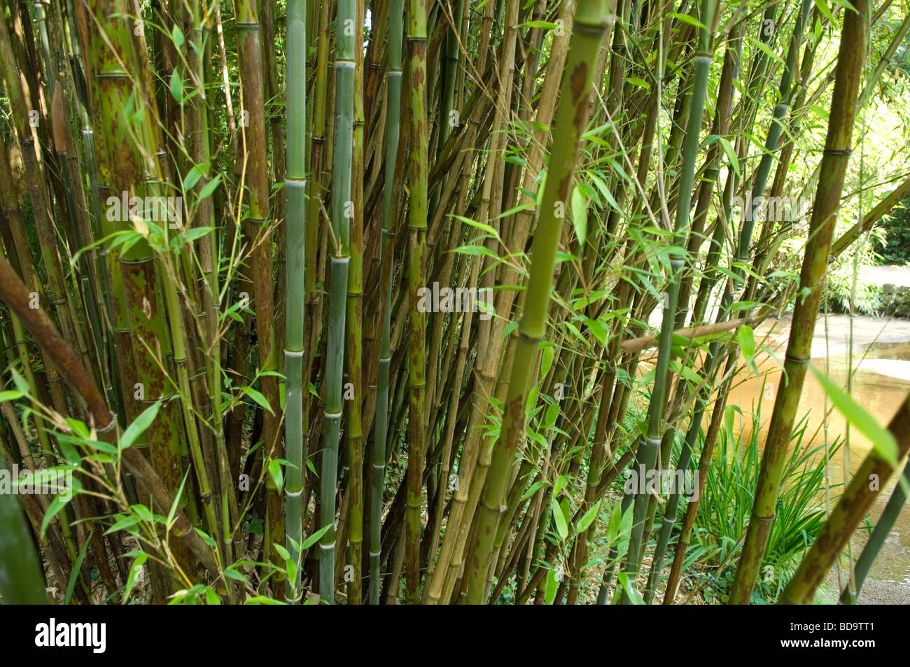 Giant reed grass hi-res stock photography and images - Alamy