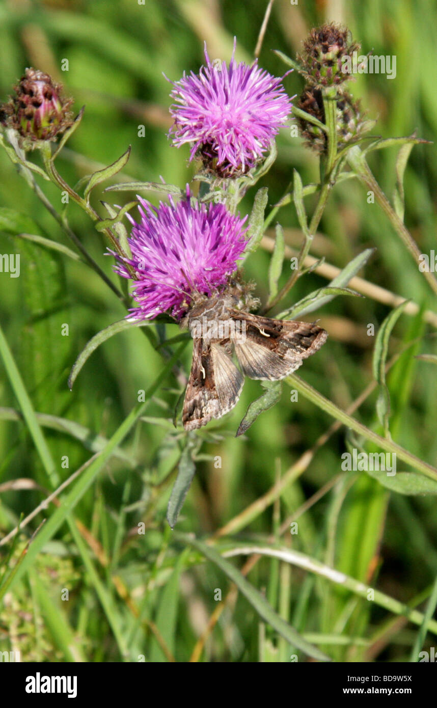Beautiful Golden Y Moth, Autographa pulchrina, Noctuidae, Plusiinae ...