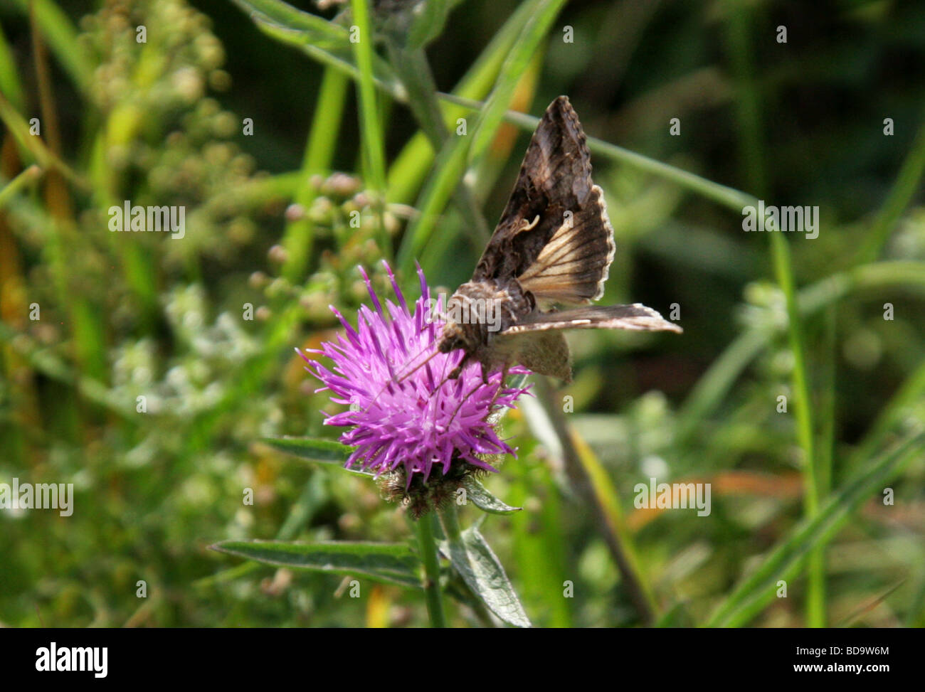 Beautiful Golden Y Moth, Autographa pulchrina, Noctuidae, Plusiinae ...