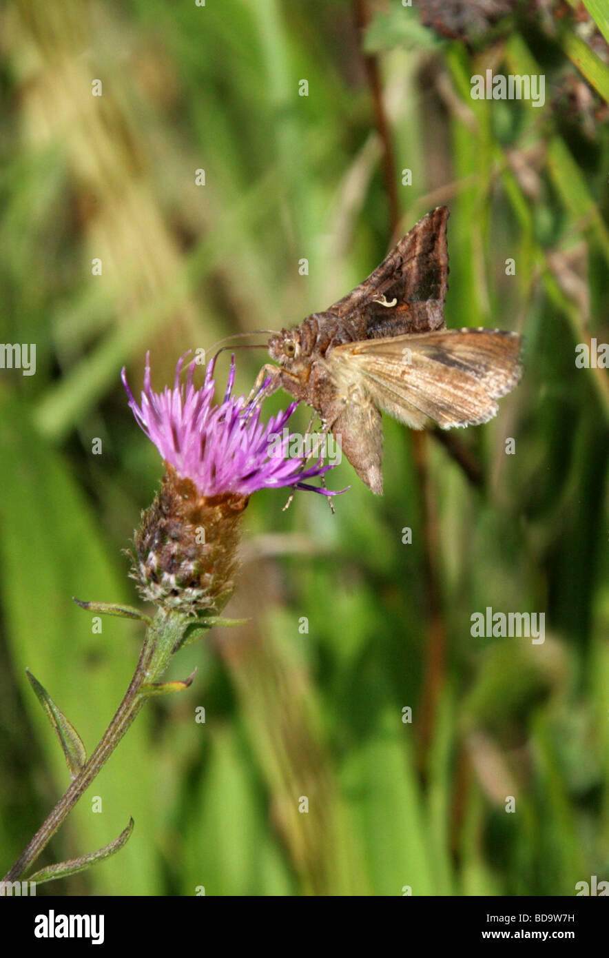 Beautiful Golden Y Moth, Autographa pulchrina, Noctuidae, Plusiinae ...