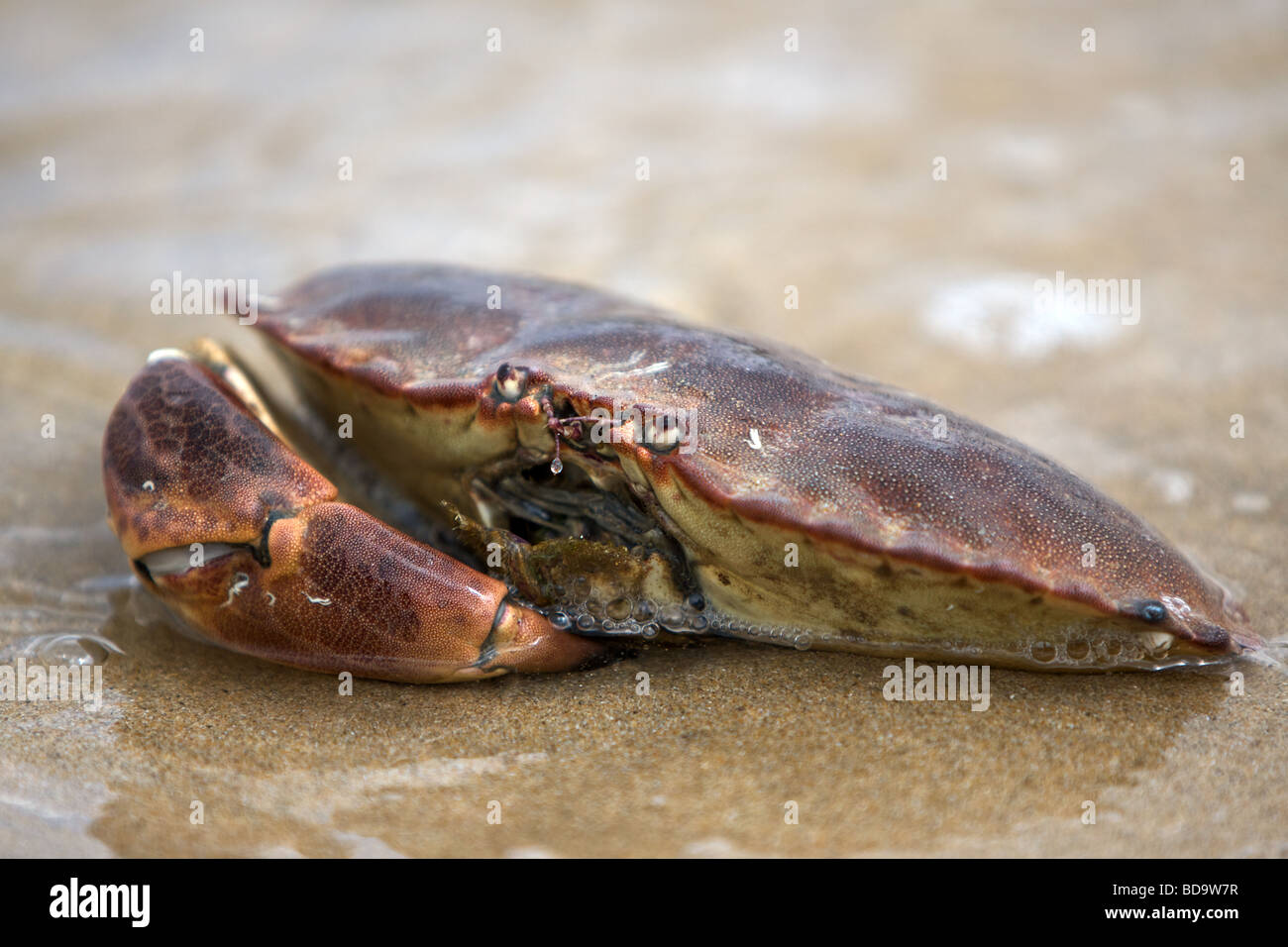 Crab bone hi-res stock photography and images - Alamy