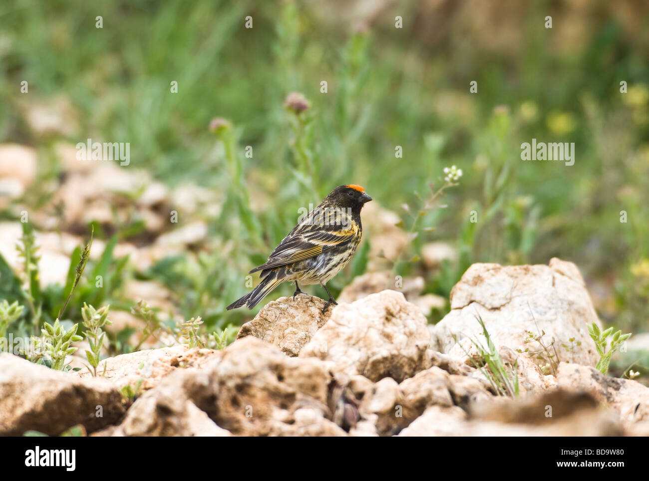 Red fronted Serin Saklikent ski resort near Antalya Southern Turkey ...