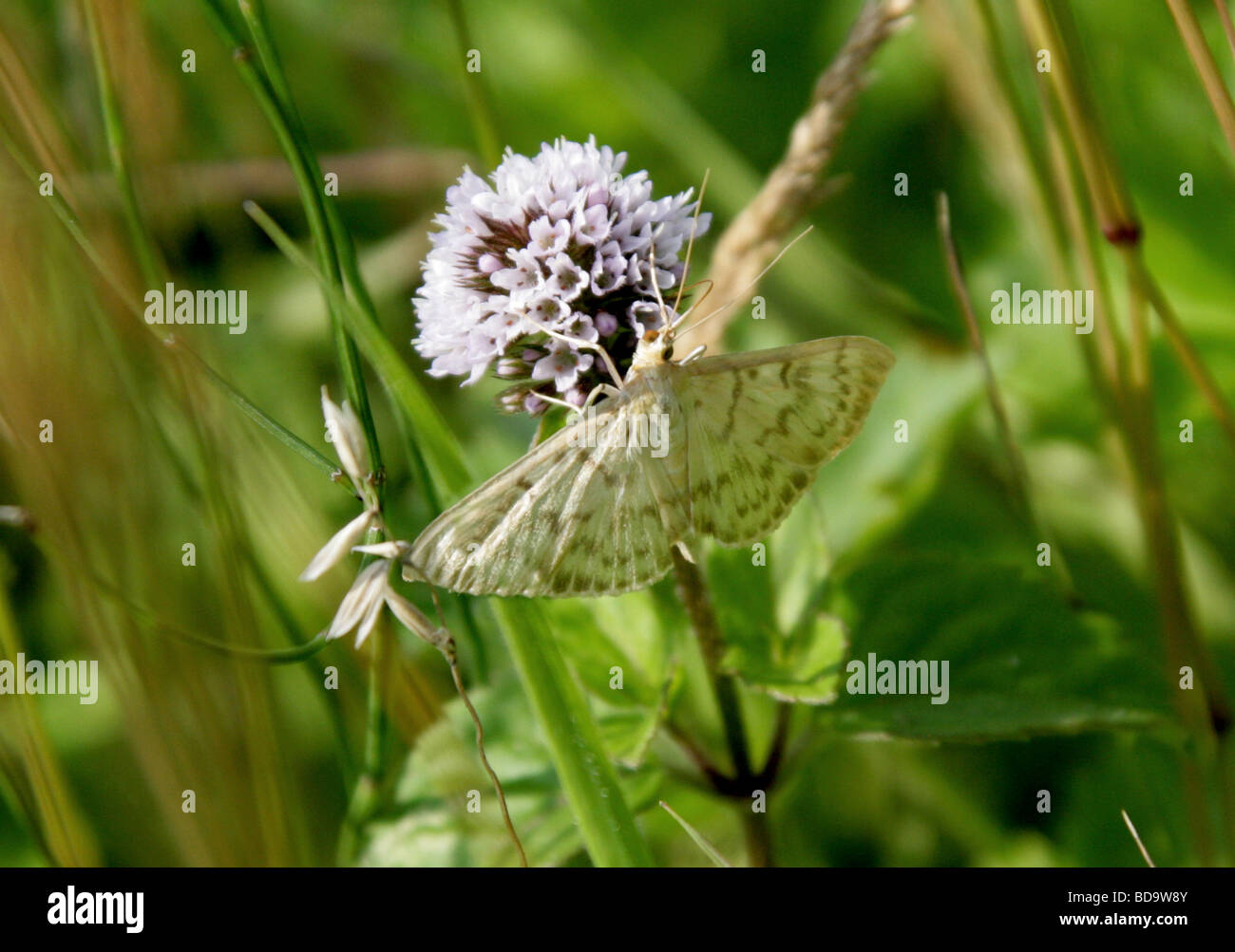 Dwarf Cream Wave Moth, Idaea fuscovenosa, Geometridae, Sterrhinae ...