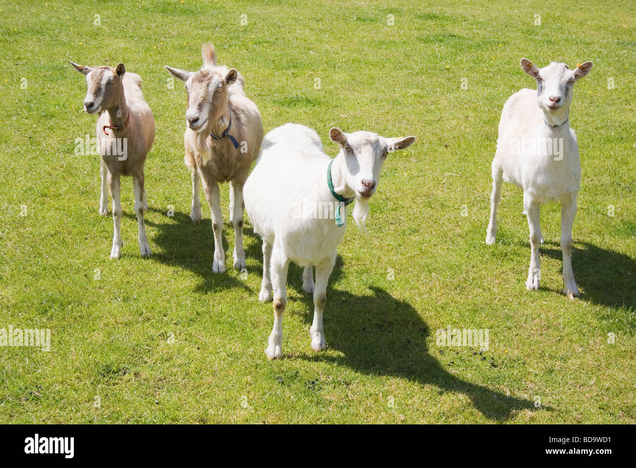 Four inquisitive goats in a field Stock Photo - Alamy
