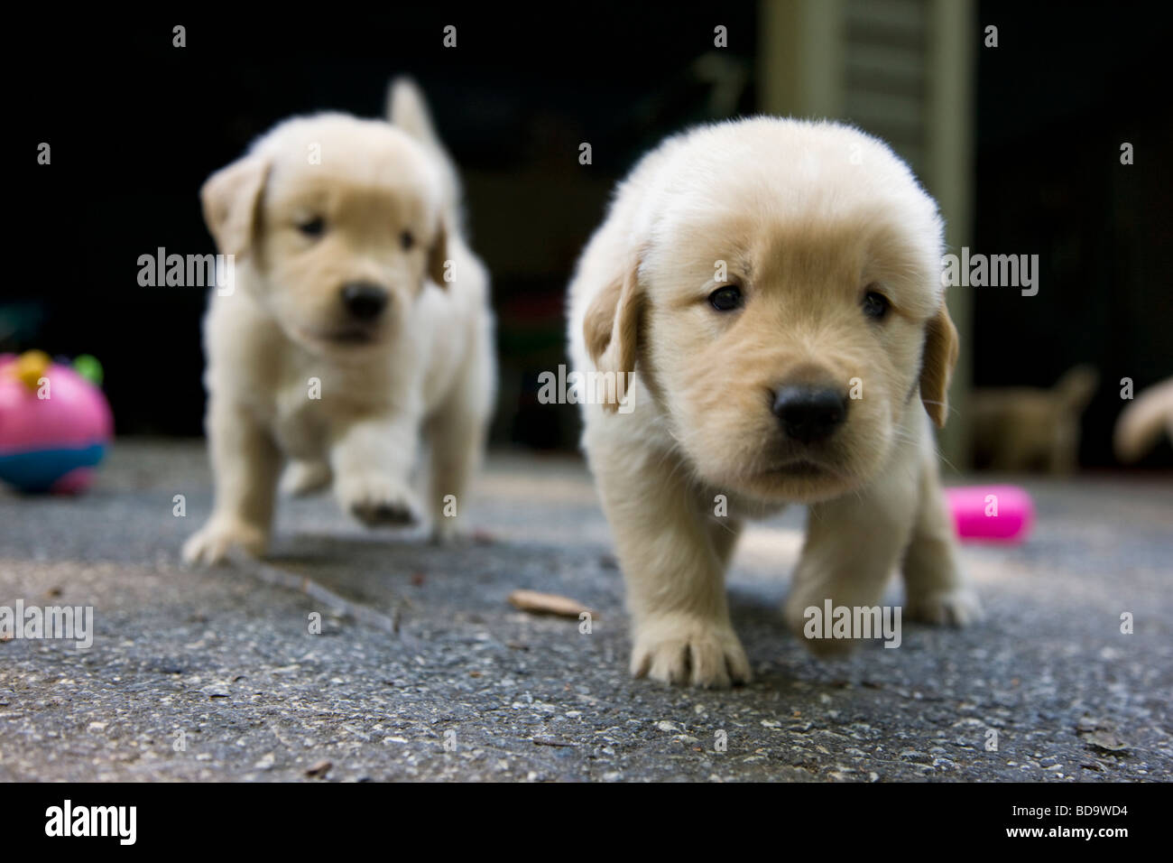 Five week old Golden Retriever puppies Stock Photo - Alamy