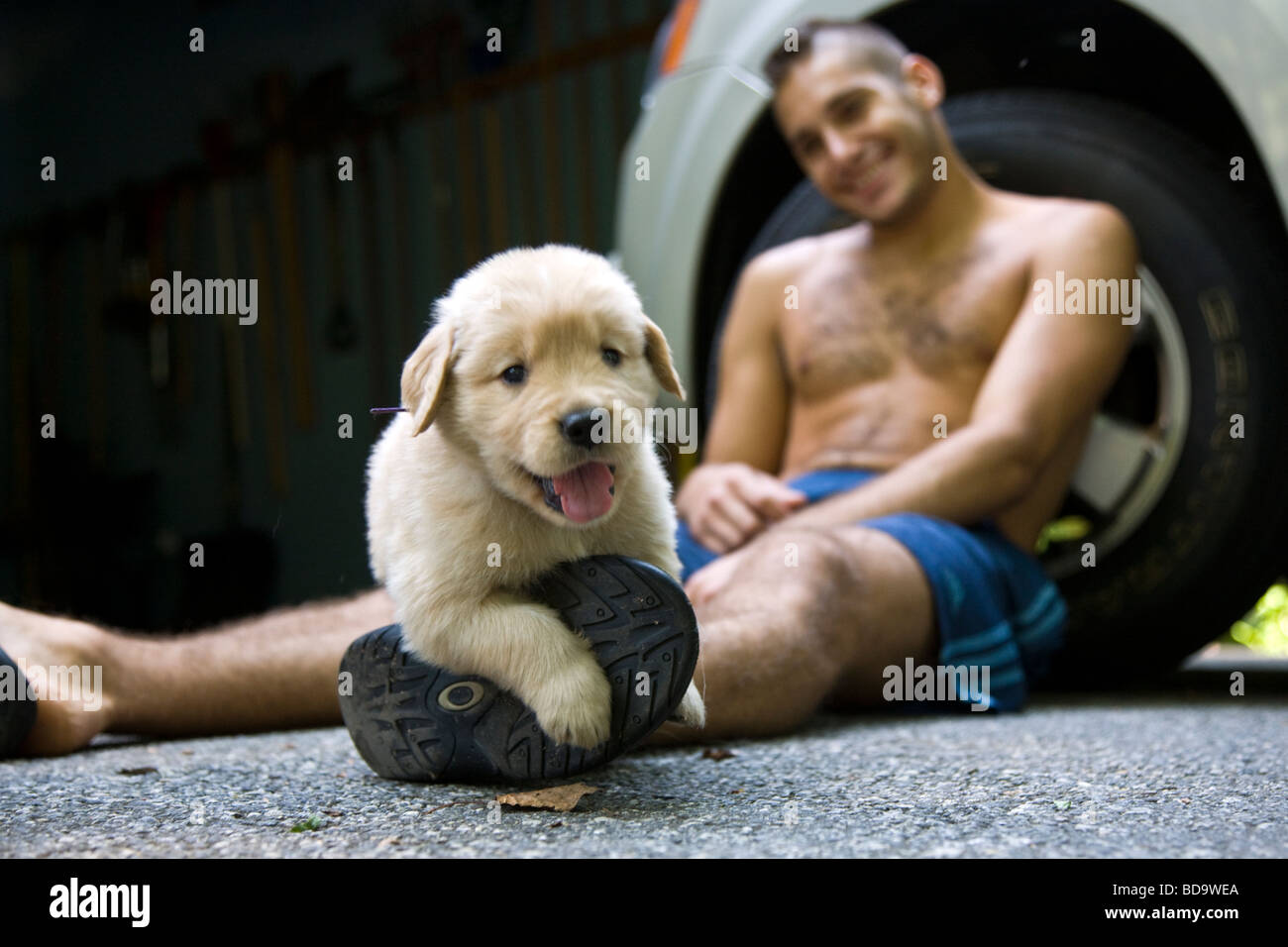 Five week old Golden Retriever puppy resting on the shoe of a young man ...