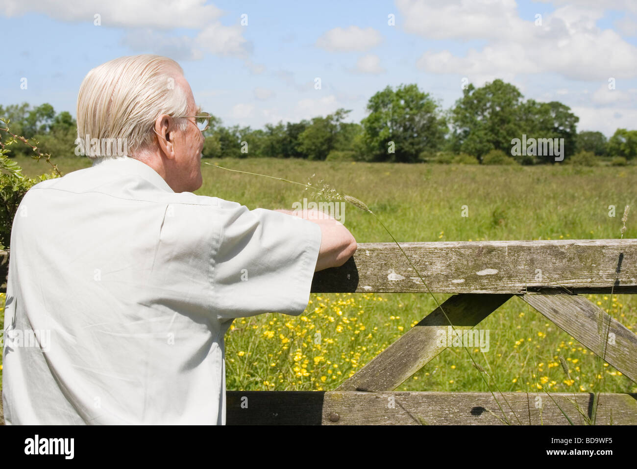 Elderly man leaning on five barred gate looking over a field of flowers ...