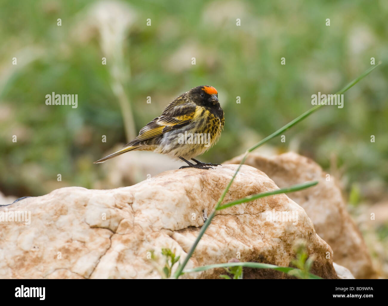 Red fronted Serin Saklikent ski resort near Antalya Southern Turkey ...