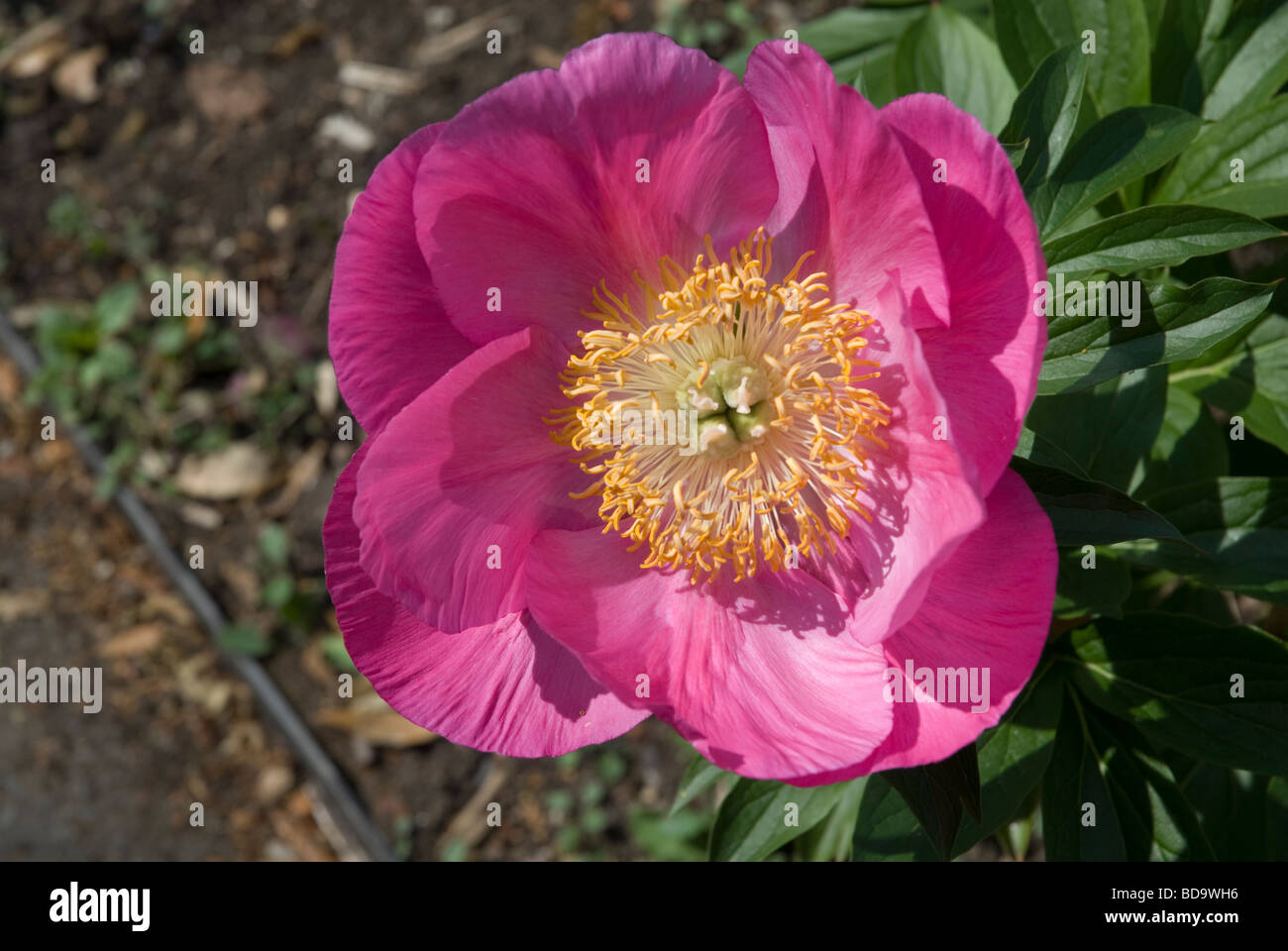 Paeoniaceae hi-res stock photography and images - Alamy