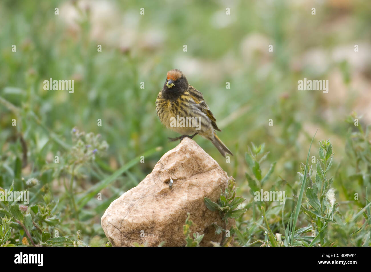 Red fronted Serin Saklikent ski resort near Antalya Southern Turkey ...