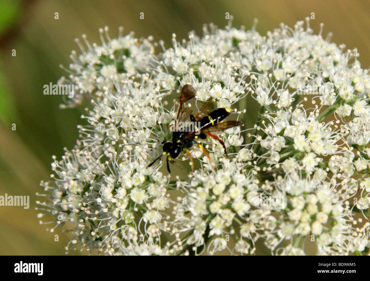 Cephidae Stock Photos & Cephidae Stock Images - Alamy