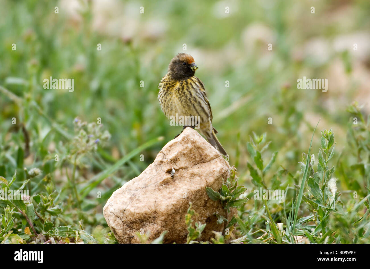 Red fronted Serin Saklikent ski resort near Antalya Southern Turkey ...