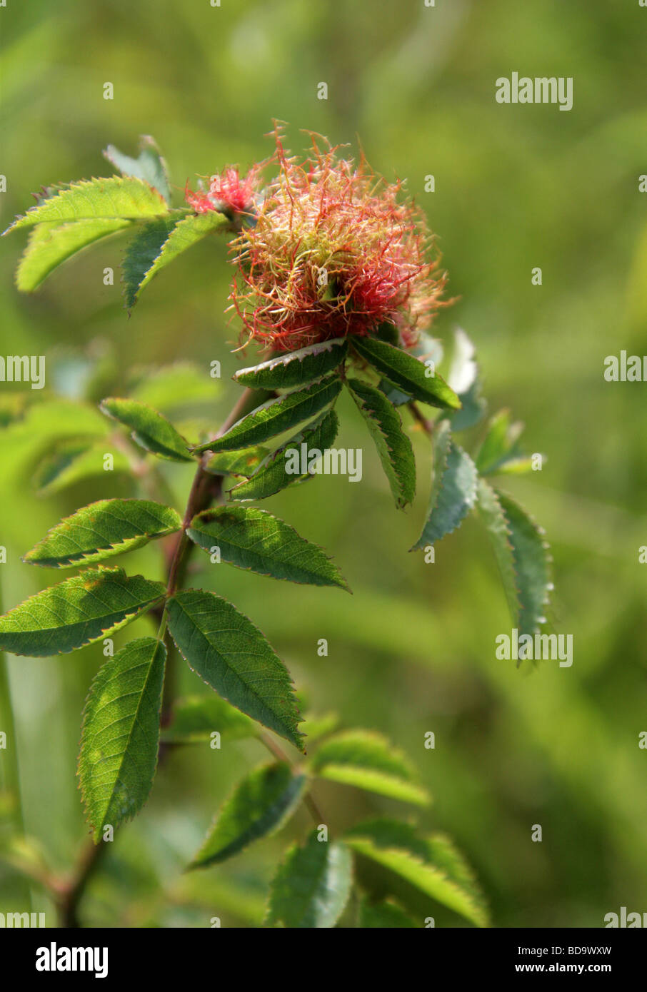 Bedeguar Gall on Dog Rose. Caused by the Parasitic Mossy Rose Gall Wasp ...