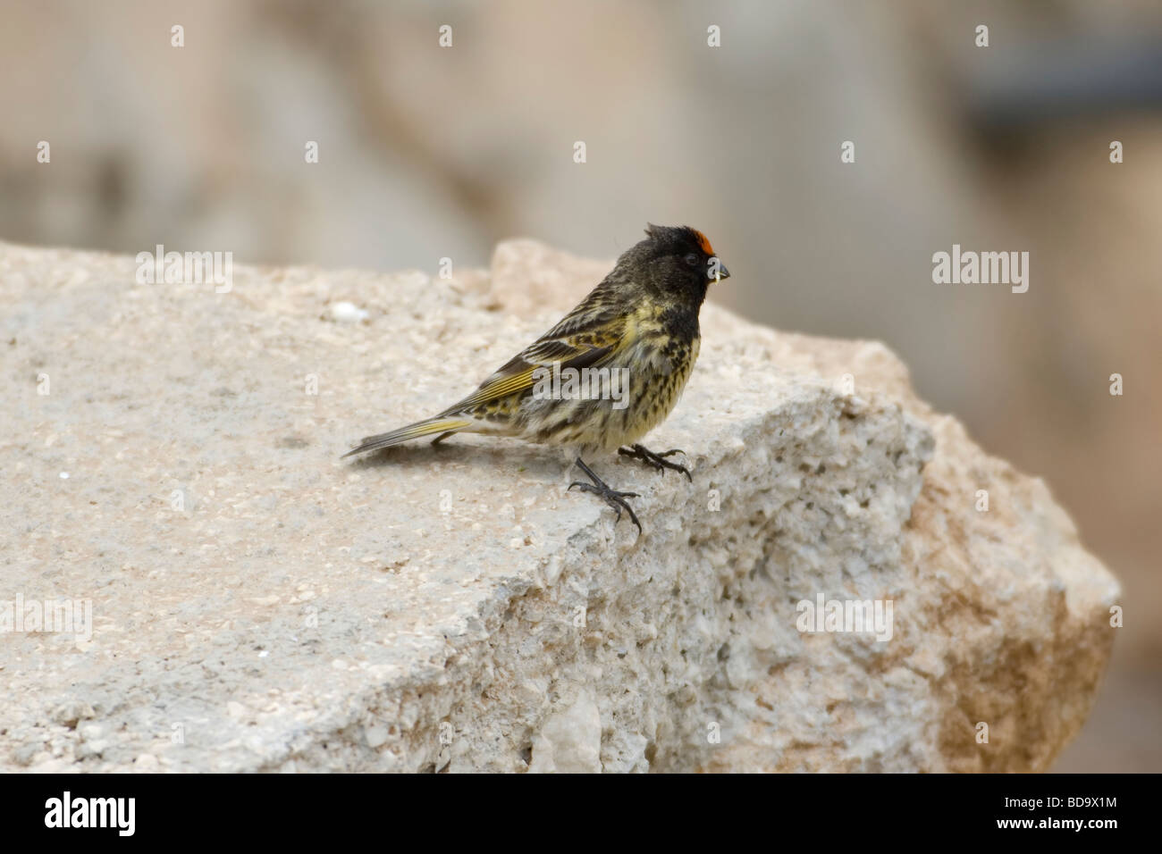 Red fronted Serin Saklikent ski resort near Antalya Southern Turkey ...