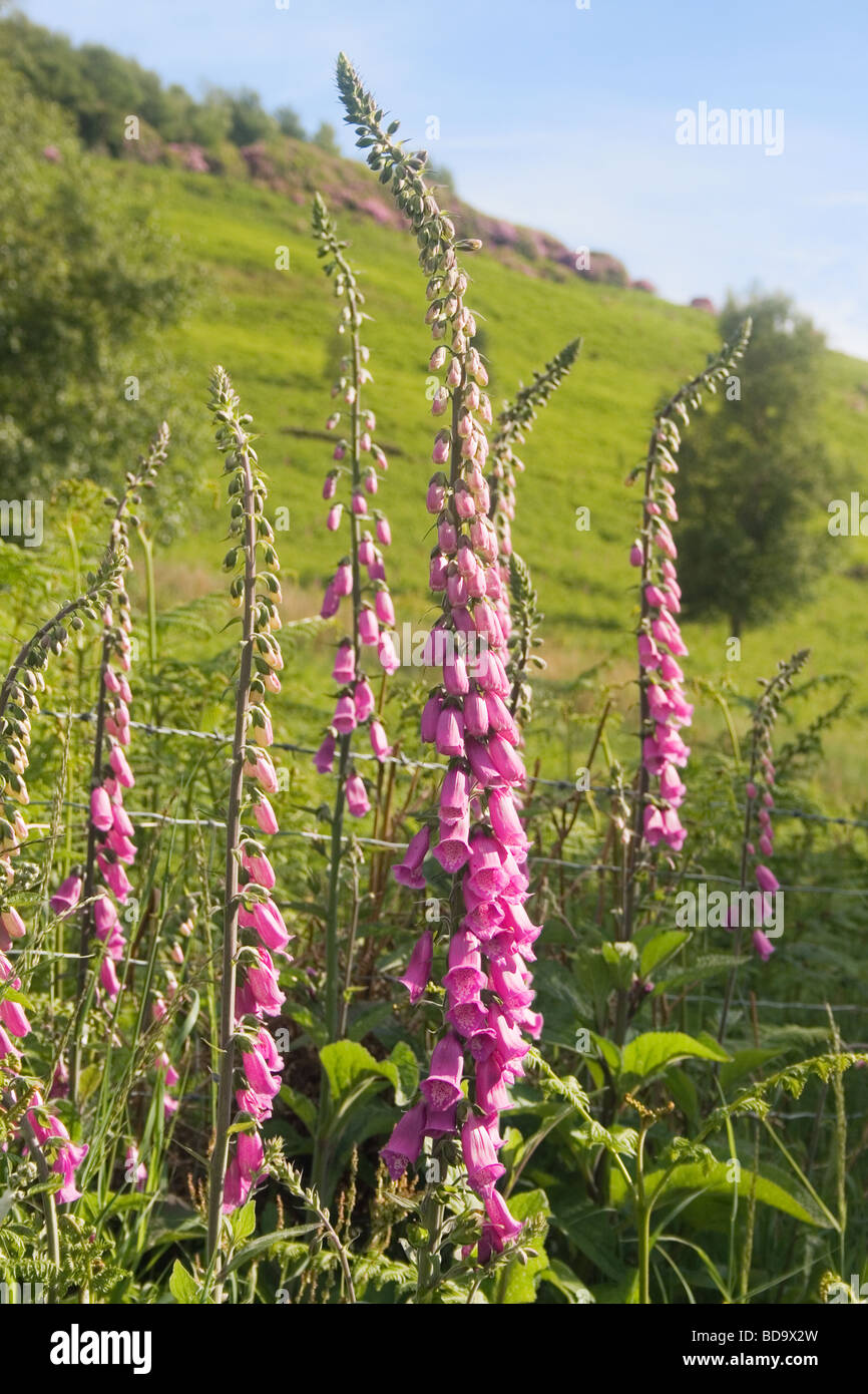 Pink foxgloves flowers hi-res stock photography and images - Alamy
