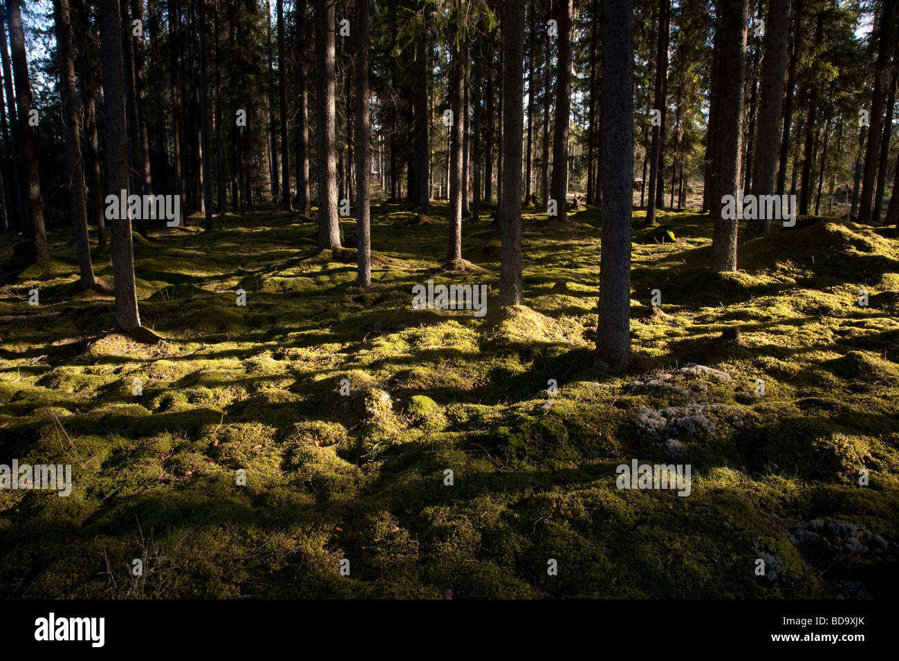 Spruce taiga forest ( picea abies ) , where the ground is covered with ...