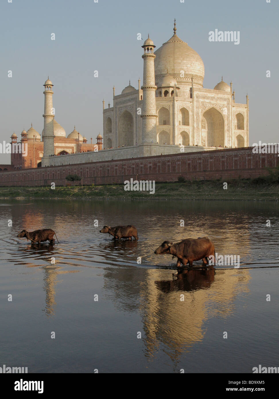 Cows crossing river Yamuna (tributary of the Ganges) with Taj Mahal in ...