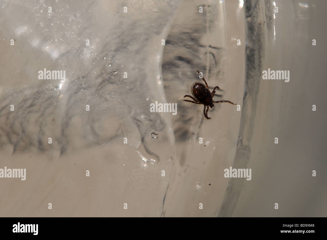 Tick bug hi-res stock photography and images - Alamy