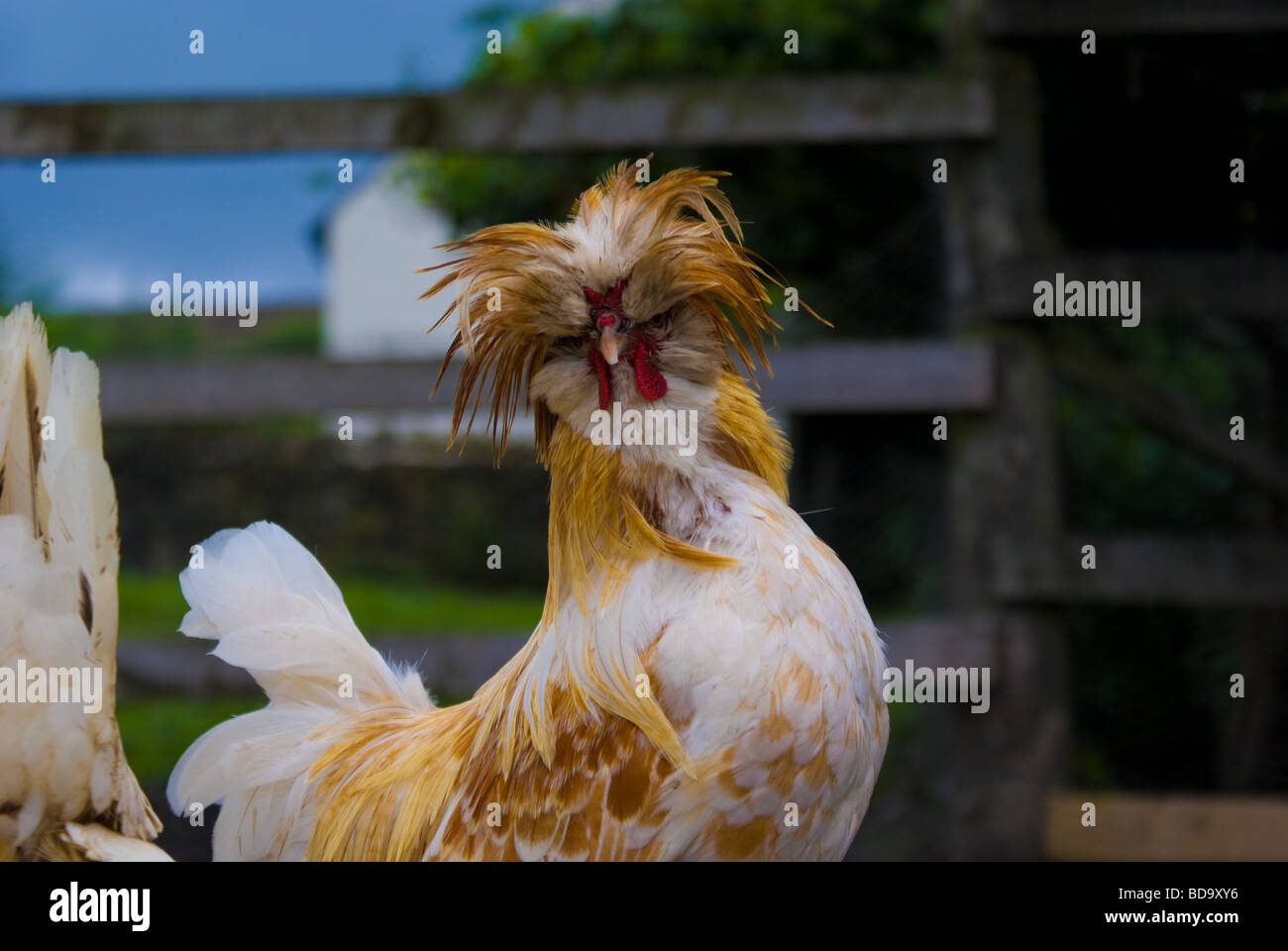 Hen photograph hi-res stock photography and images - Alamy