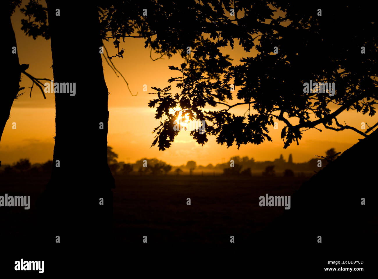 Sunset, looking across a field Sunset silhouetted against an oak tree ...