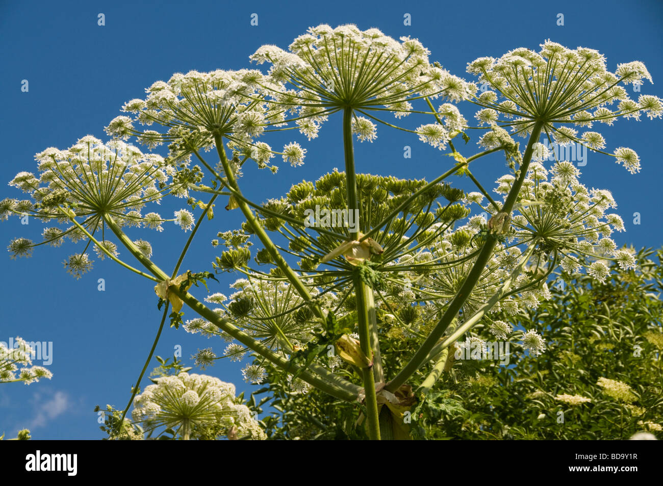 Giant Hogweed in flower in London Stock Photo - Alamy