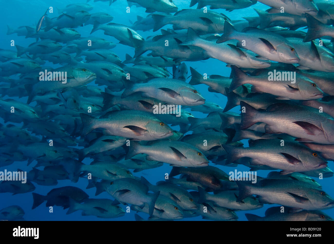 A large school of Twinspot or Red Snappers swim by the photographer ...