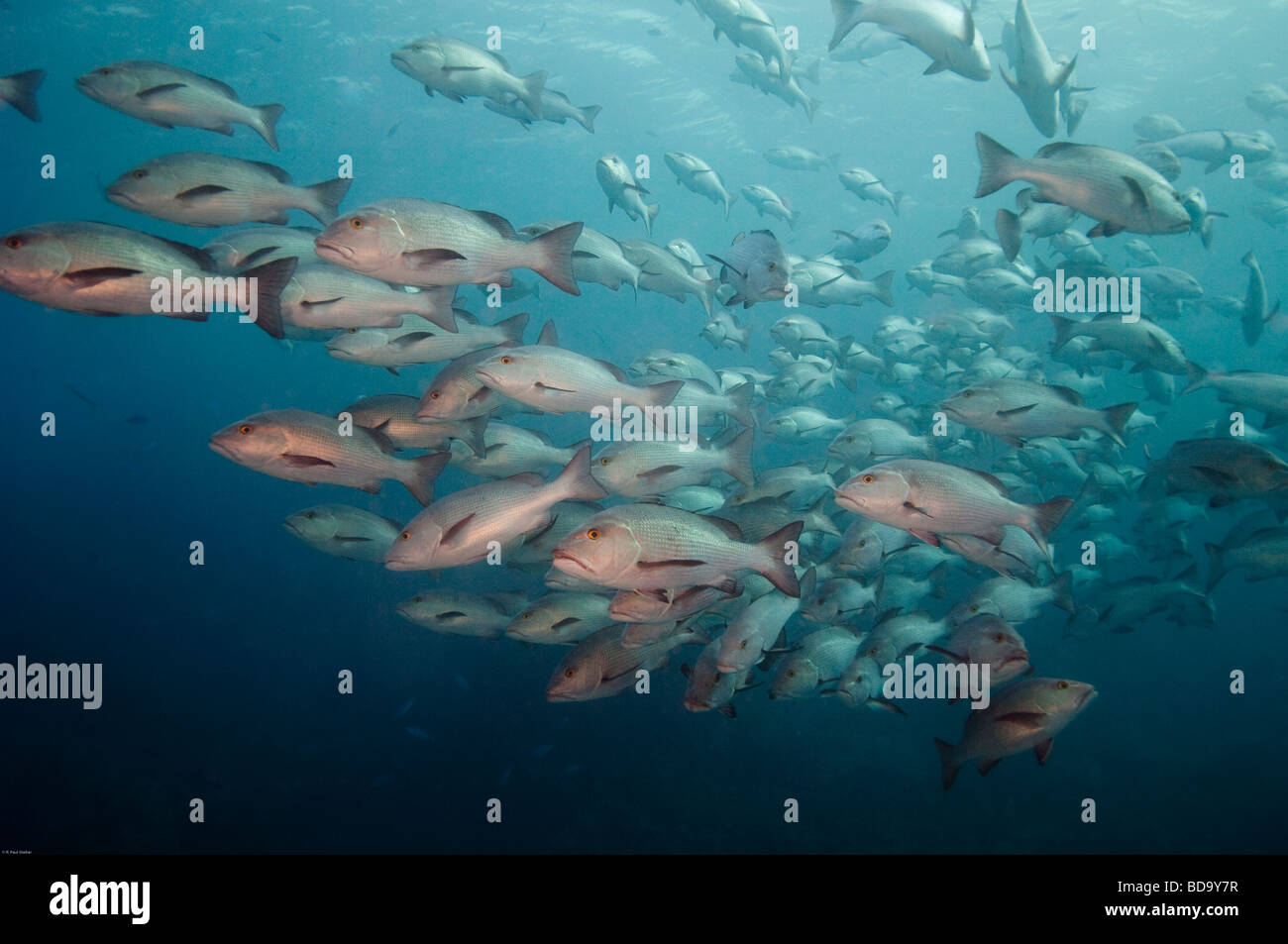 Red snapper hi-res stock photography and images - Alamy