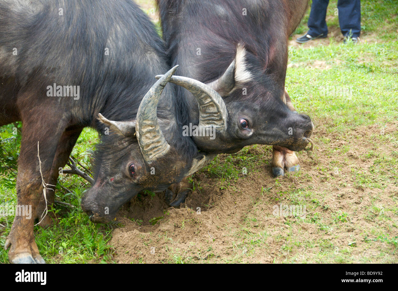 Close up two buffalo fighting at Drum Festival Shidong Guizhou Province ...