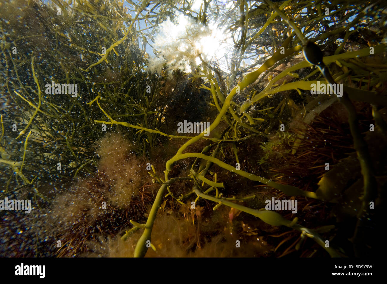 Seaweed underwater, Sweden Stock Photo - Alamy