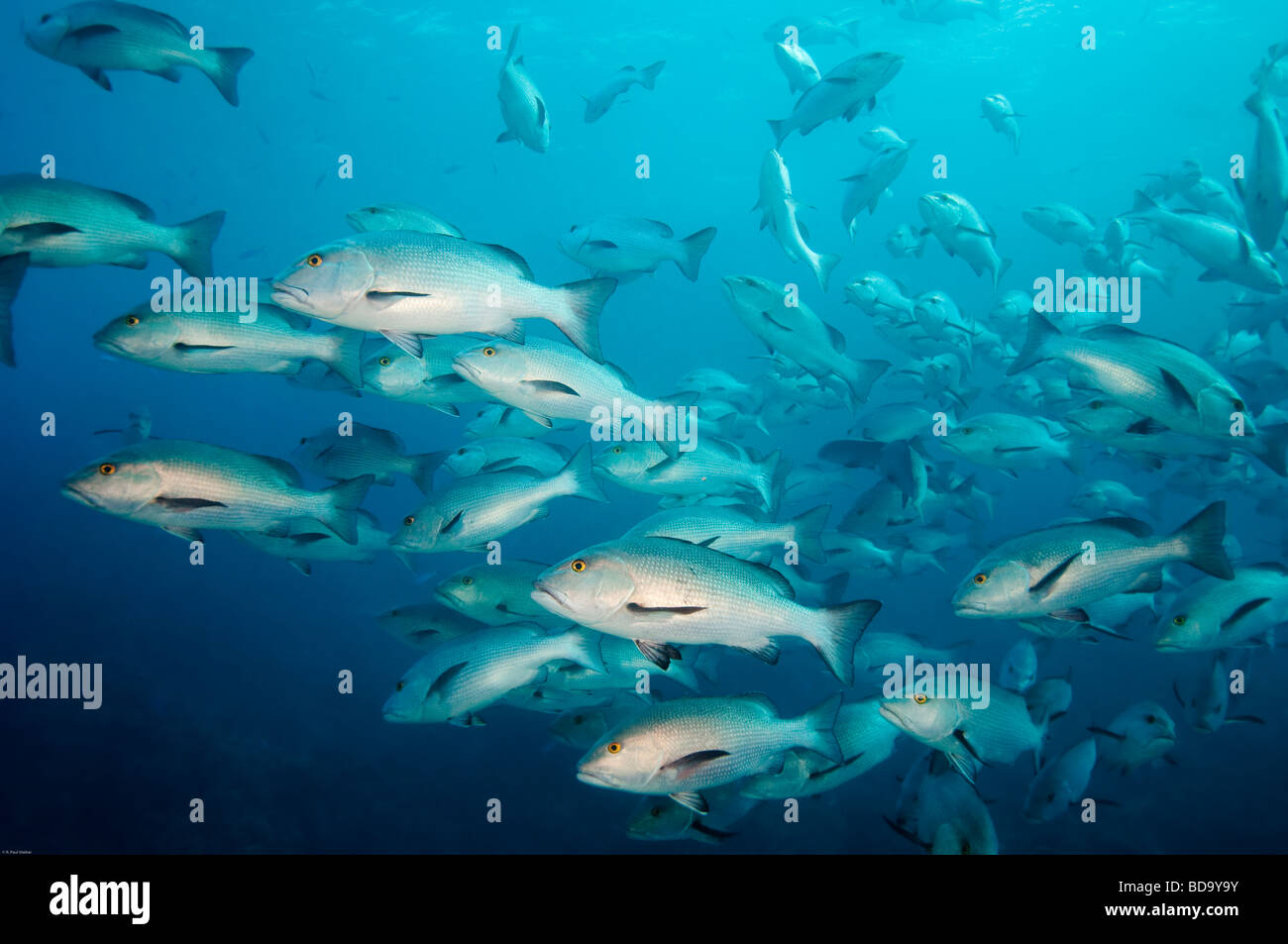 Red snapper hi-res stock photography and images - Alamy