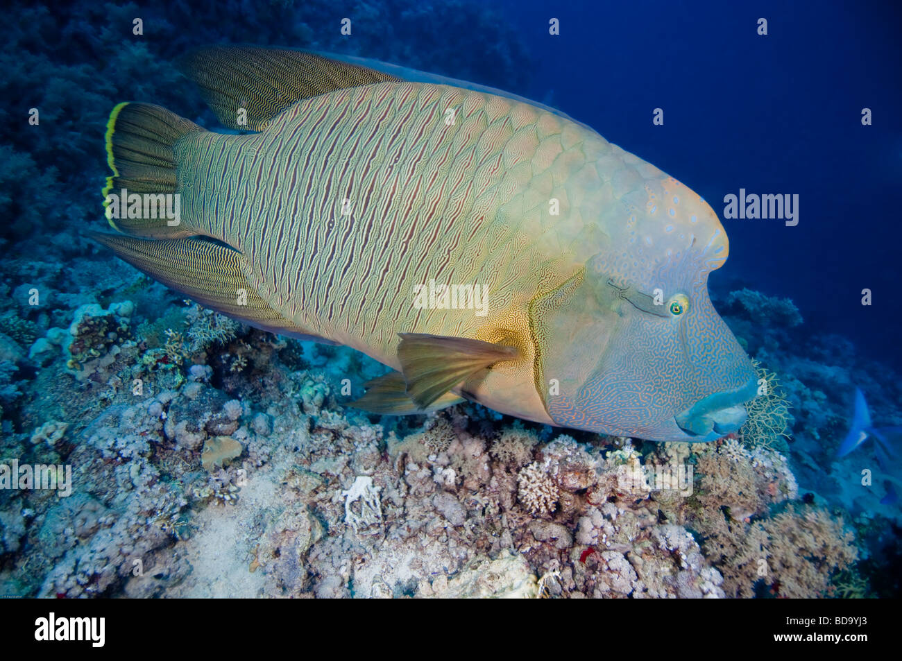 Napoleon wrasse red sea hi-res stock photography and images - Alamy