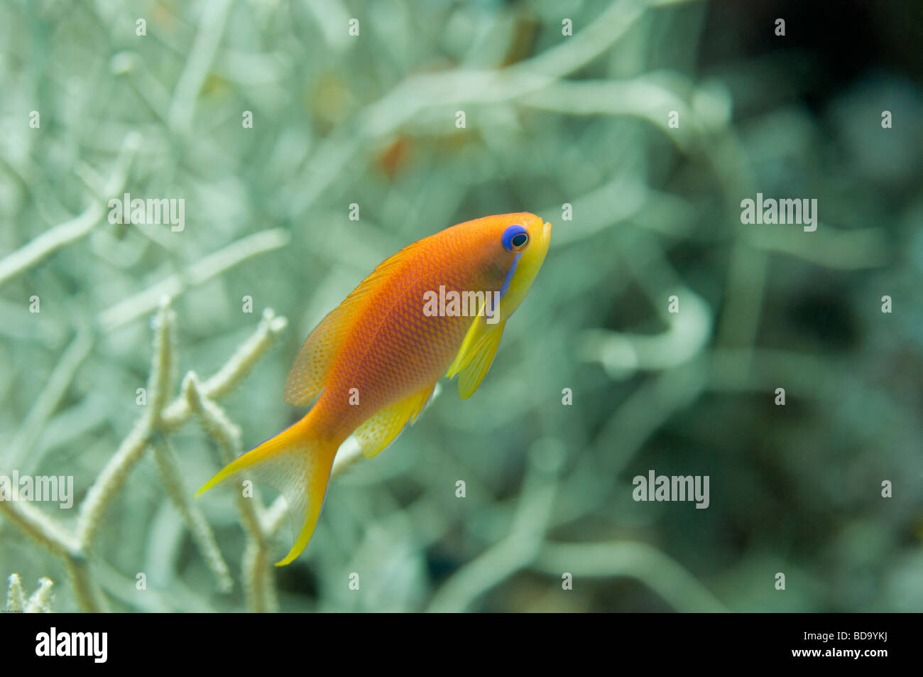 Anthias fish hi-res stock photography and images - Alamy