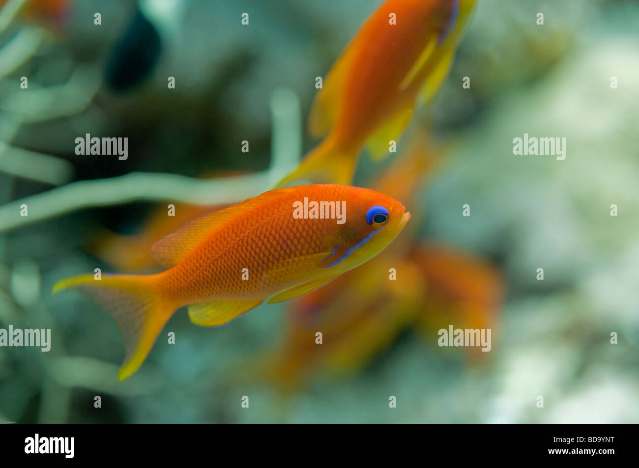 Anthias fish hi-res stock photography and images - Alamy