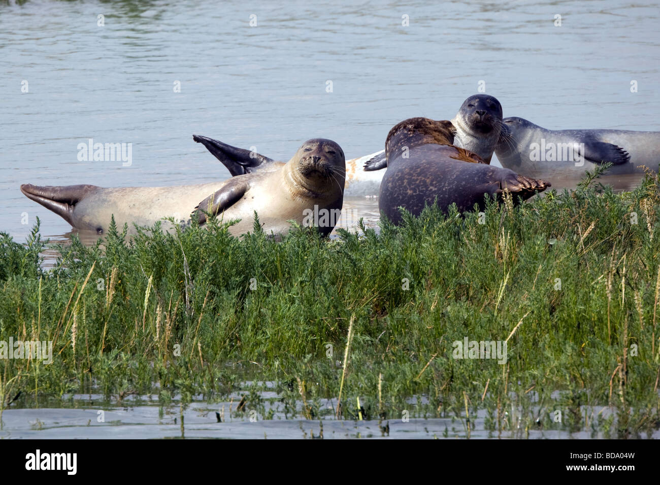Group of seals hi-res stock photography and images - Alamy