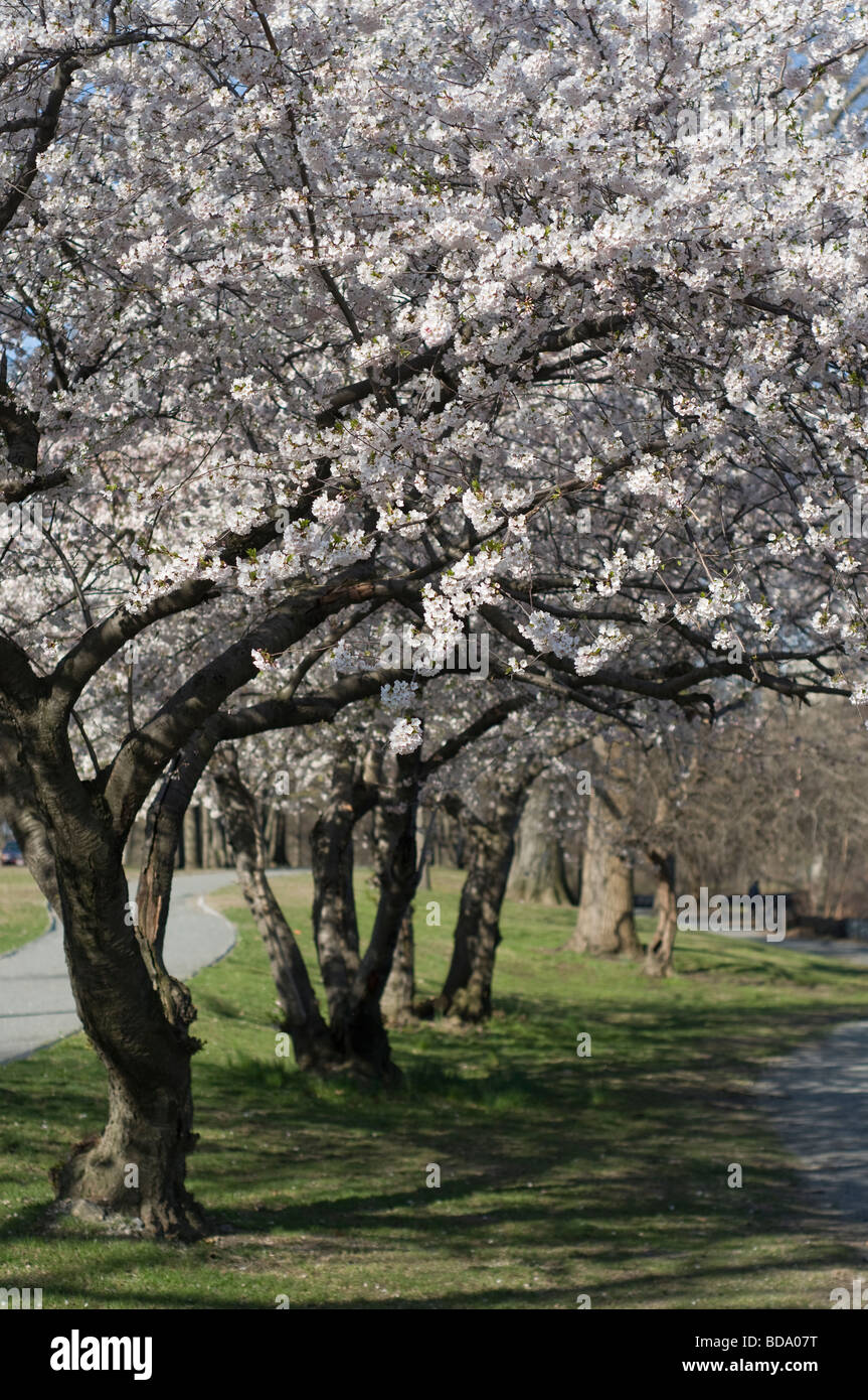 Row cherry trees in hi-res stock photography and images - Alamy