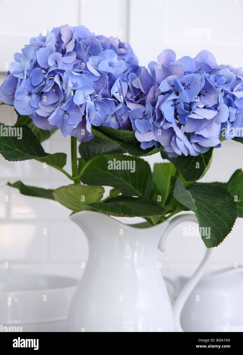 Hydrangea flowers in pitcher Stock Photo - Alamy
