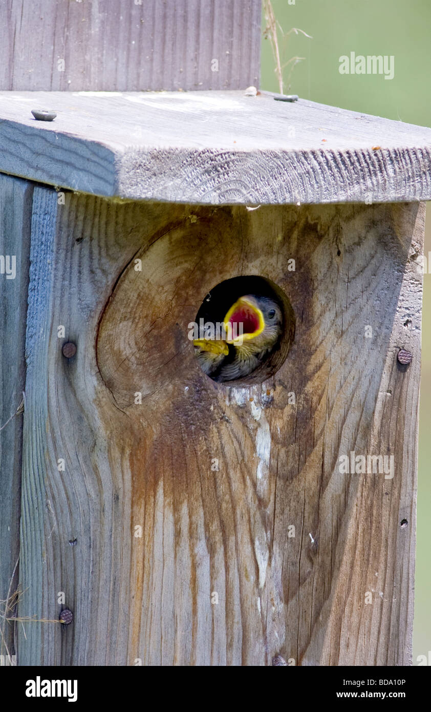 Chick sparrows hi-res stock photography and images - Alamy
