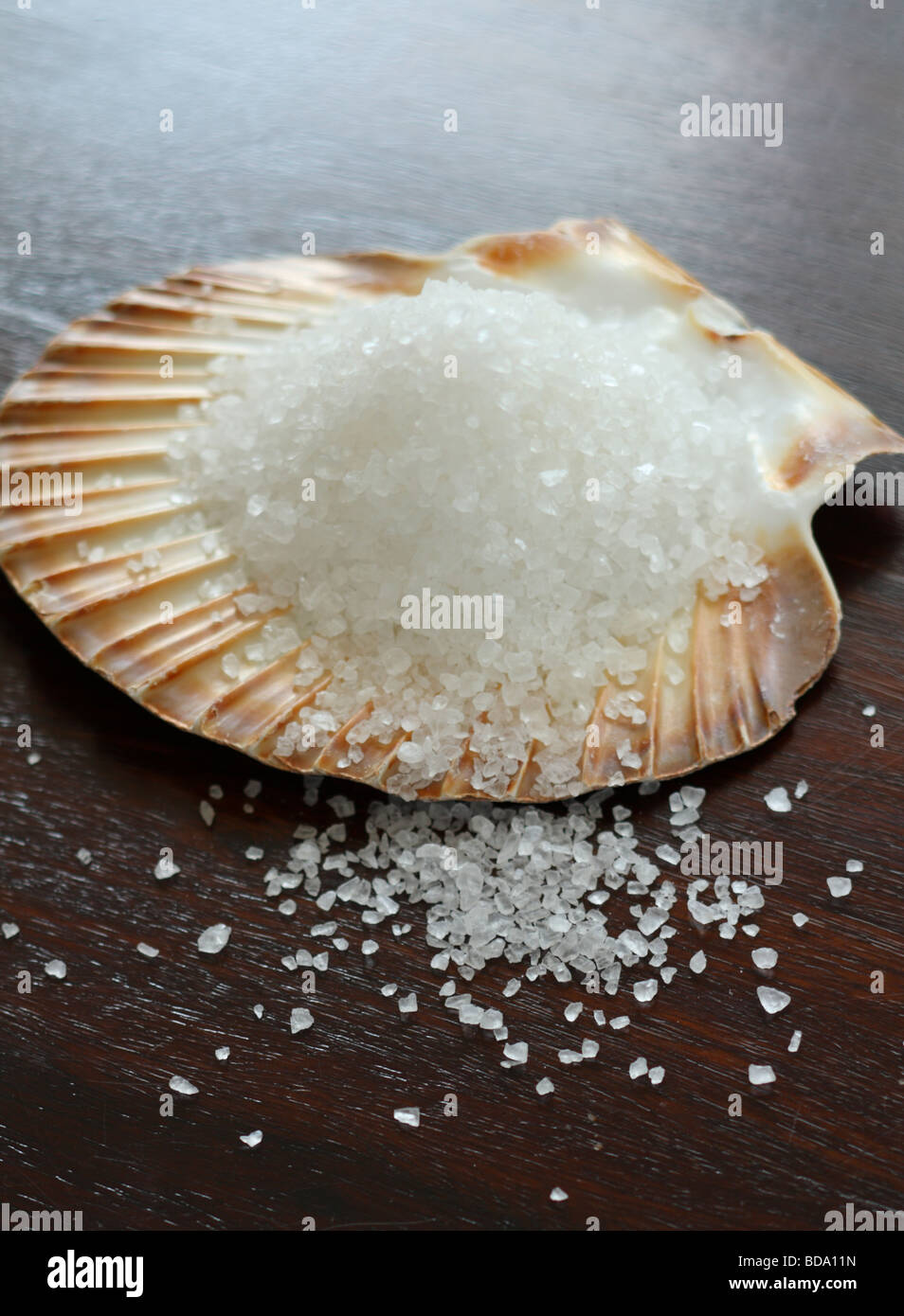 Shell hi-res stock photography and images - Alamy