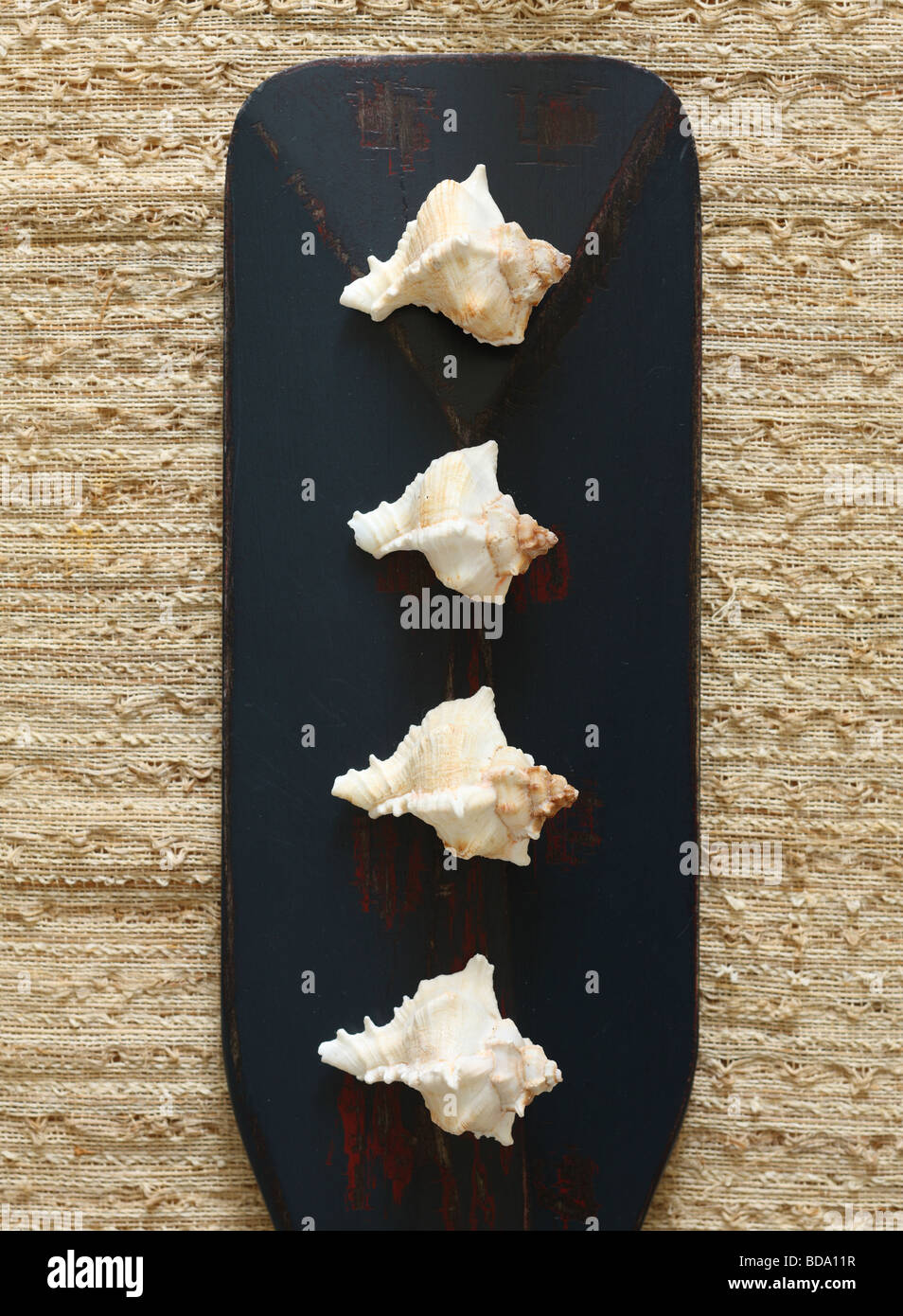 Shell still life Stock Photo - Alamy